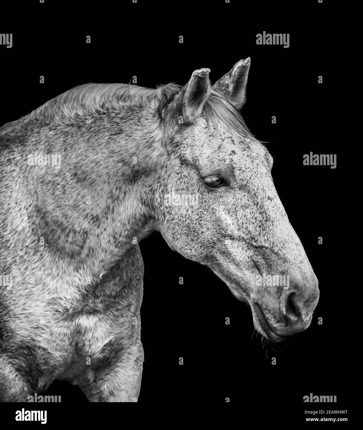 Portrait of Lusitano horse, white, isolated, black background, looking ...