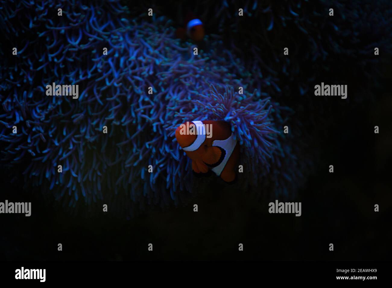 Anemone fish with anemone,Sea anemone and clown fish in marine aquarium ...