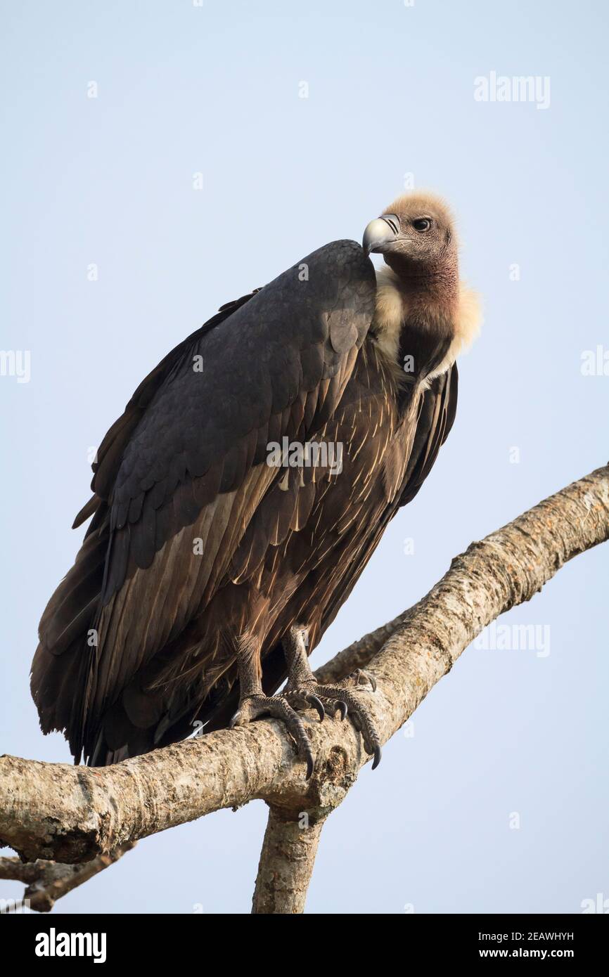 Indian white rumped vultures gyps bengalensis hi-res stock photography ...