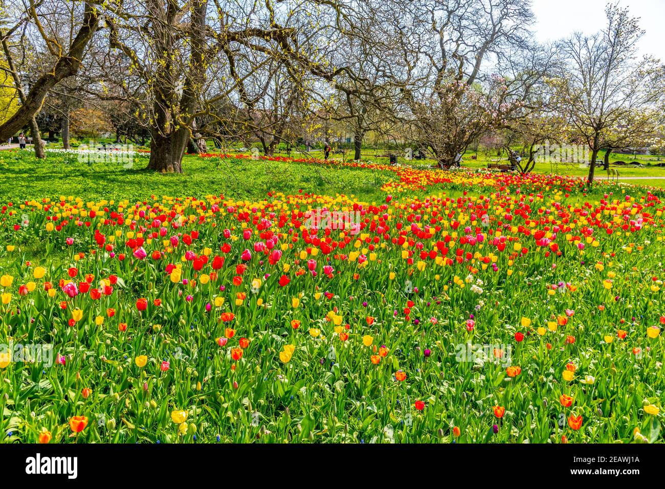 Tulip fields at the botanical garden in Lund, Sweden Stock Photo - Alamy