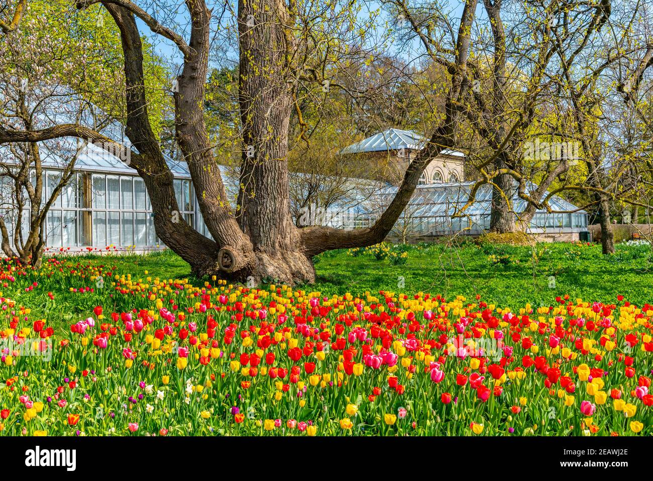 Tulip fields at the botanical garden in Lund, Sweden Stock Photo - Alamy