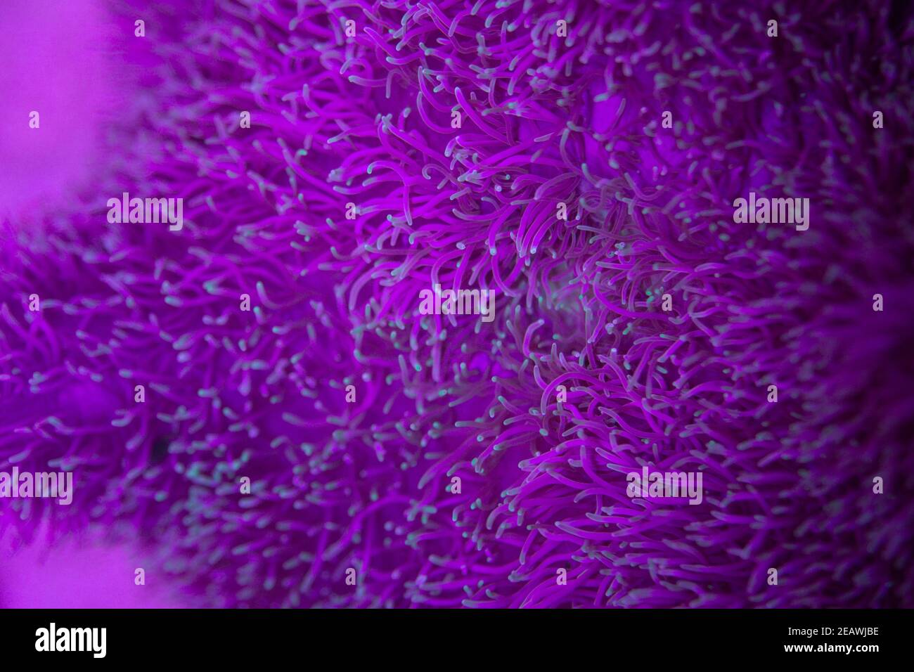 Anemone fish with anemone,Sea anemone and clown fish in marine aquarium ...