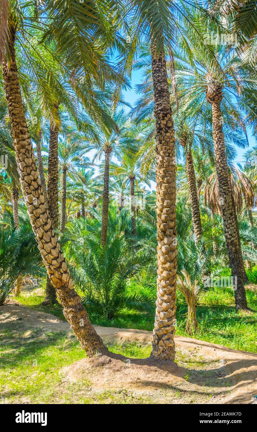 View of the unesco enlisted oasis in Al Ain, UAE Stock Photo - Alamy