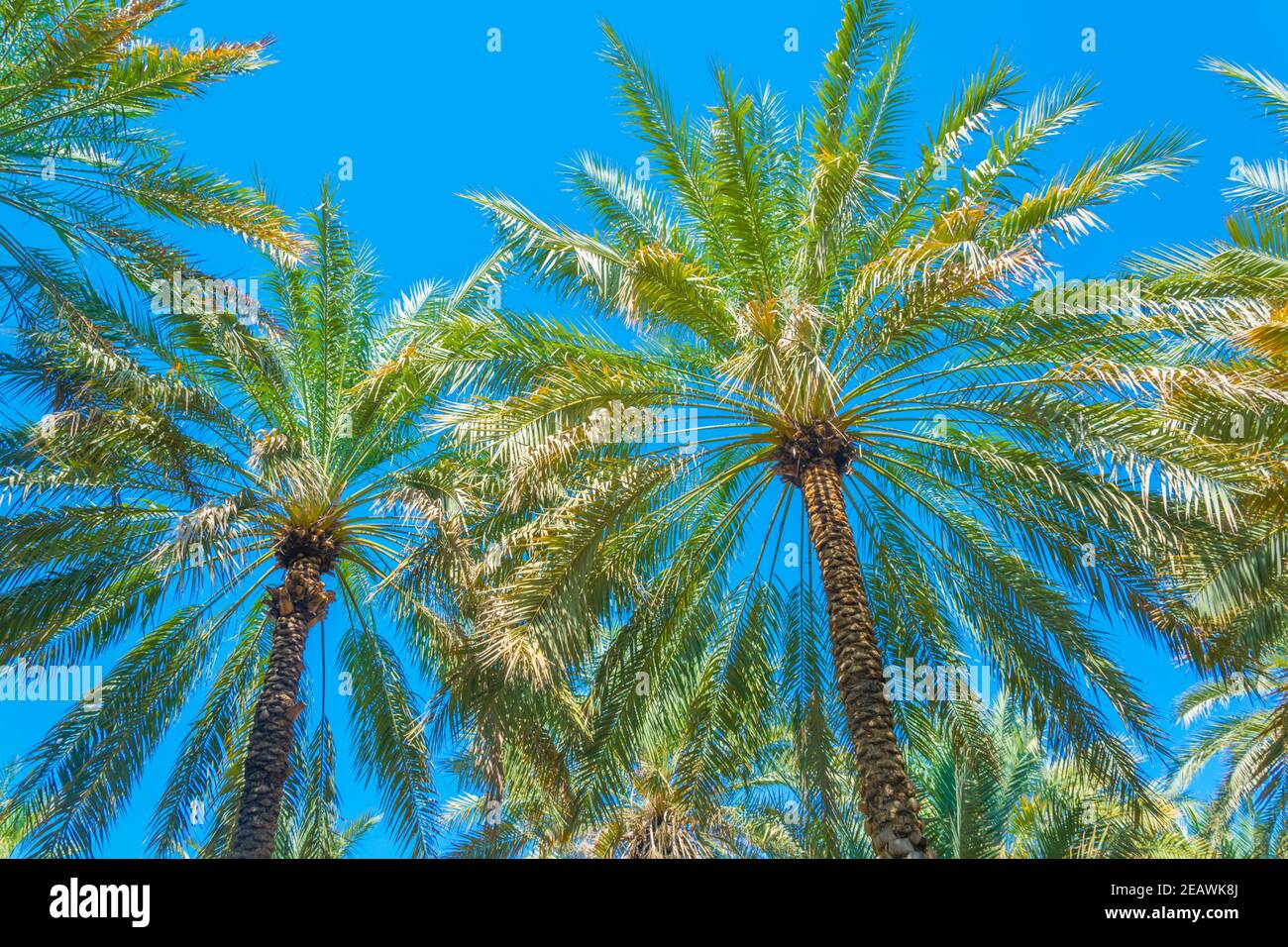 View of the unesco enlisted oasis in Al Ain, UAE Stock Photo - Alamy