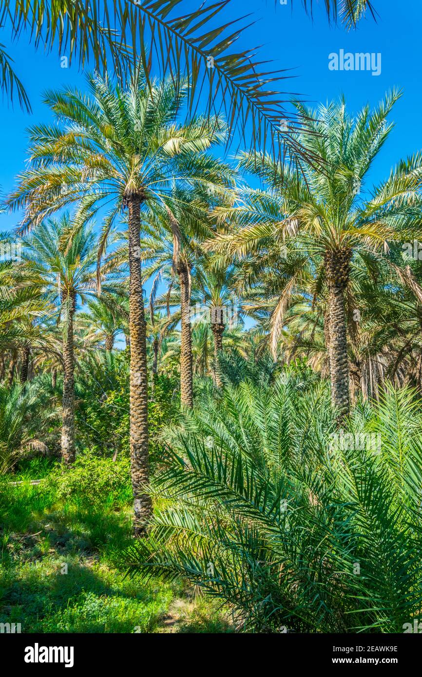 View of the unesco enlisted oasis in Al Ain, UAE Stock Photo - Alamy