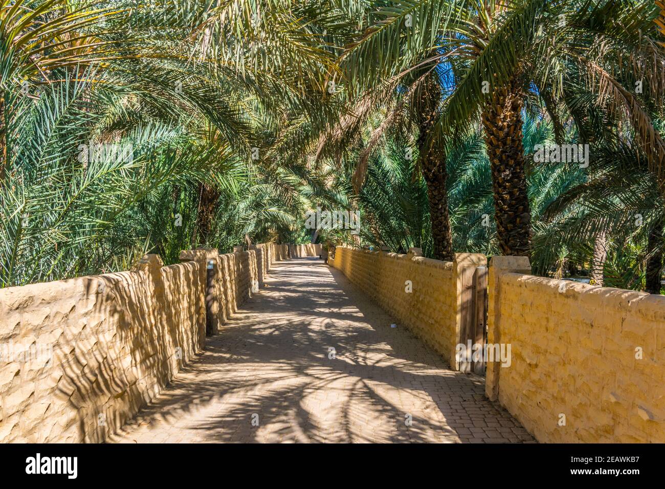 View of the unesco enlisted oasis in Al Ain, UAE Stock Photo - Alamy