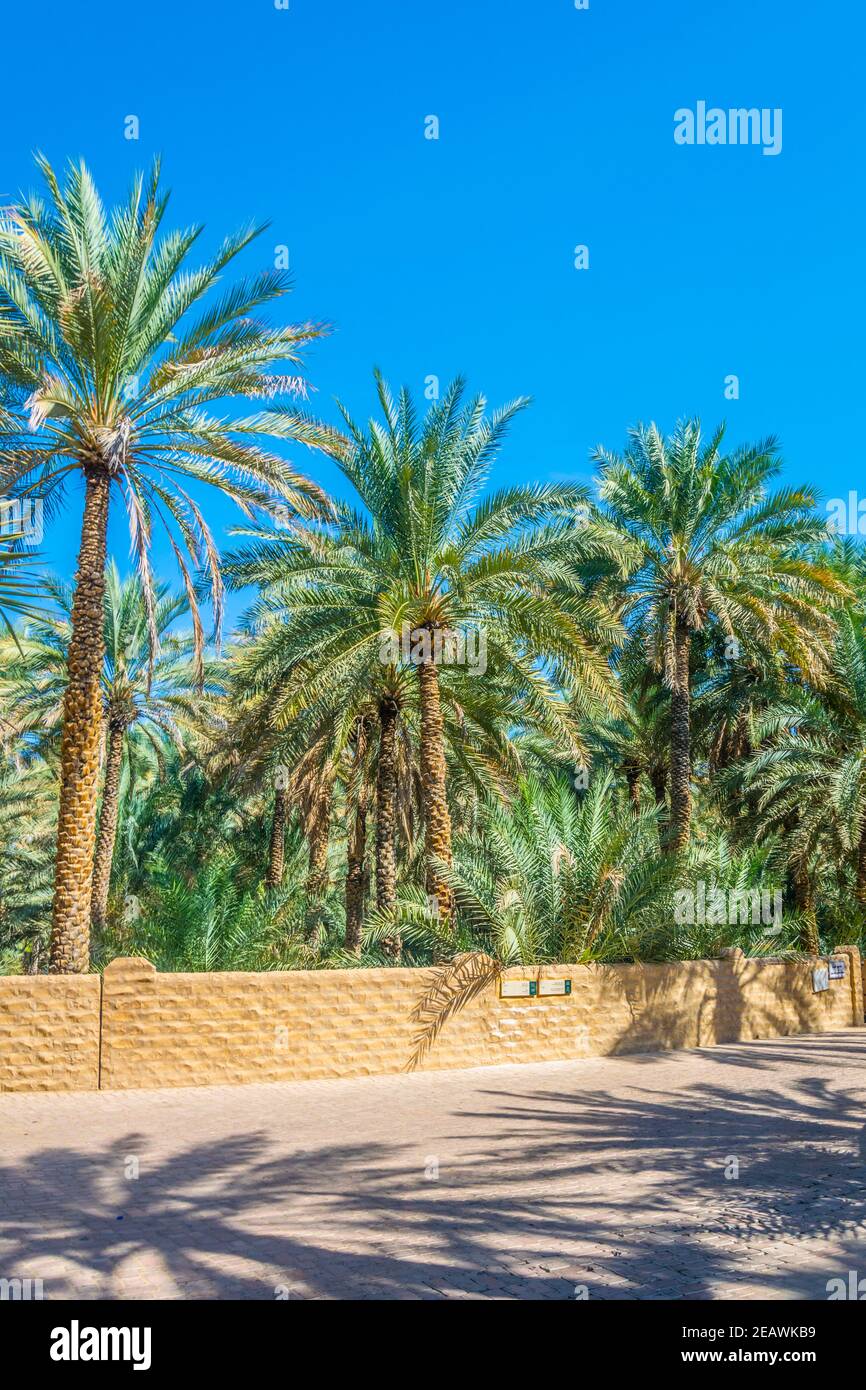 View of the unesco enlisted oasis in Al Ain, UAE Stock Photo - Alamy
