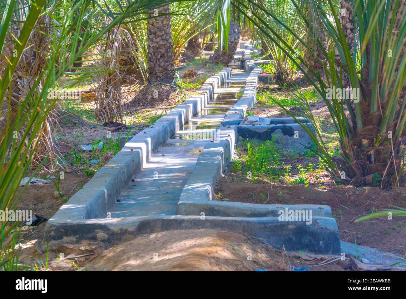 View of the unesco enlisted oasis in Al Ain, UAE Stock Photo - Alamy