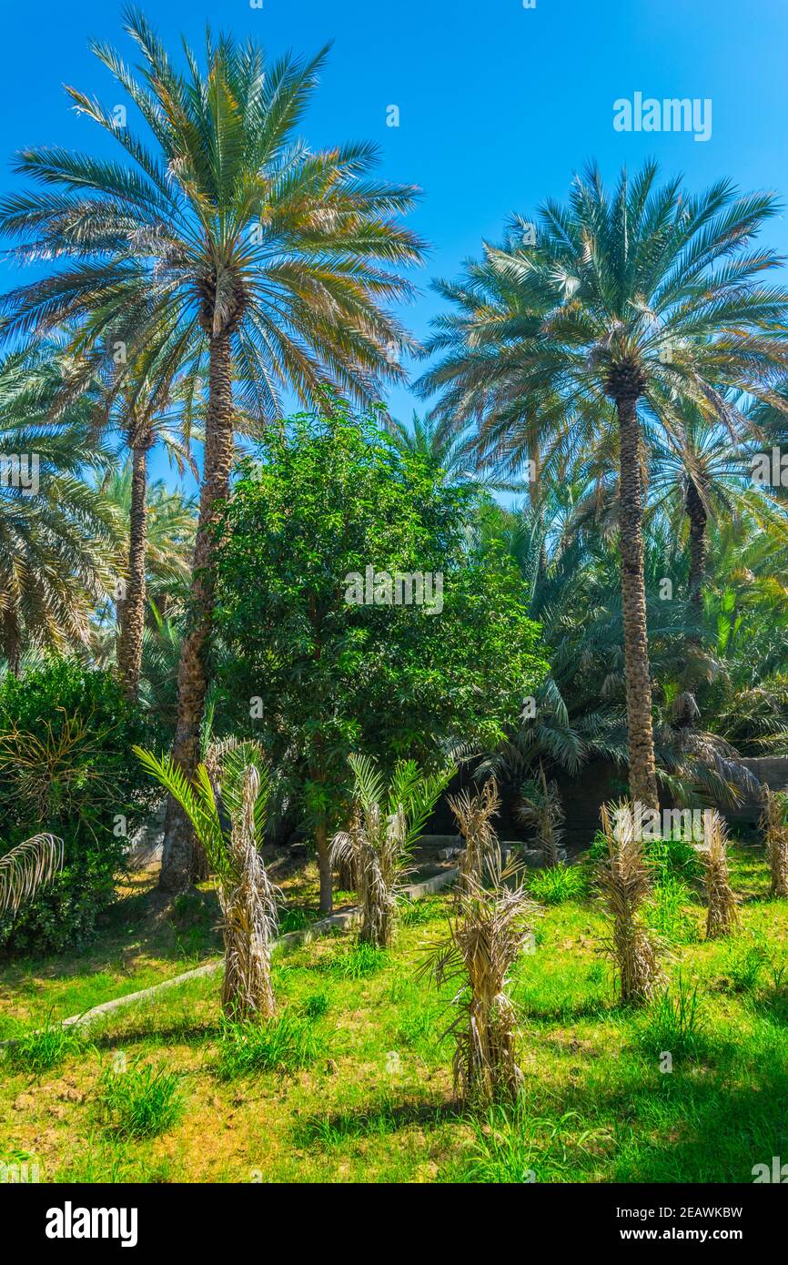 View of the unesco enlisted oasis in Al Ain, UAE Stock Photo - Alamy