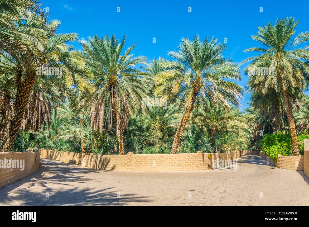 View of the unesco enlisted oasis in Al Ain, UAE Stock Photo - Alamy