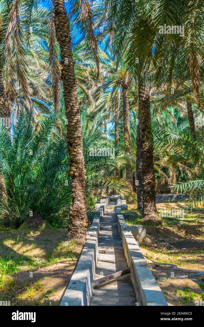 View of the unesco enlisted oasis in Al Ain, UAE Stock Photo - Alamy