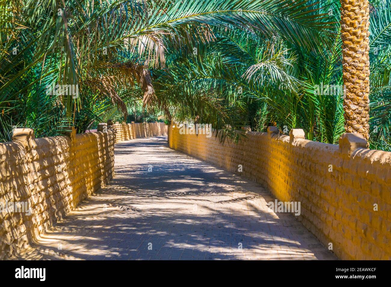 View of the unesco enlisted oasis in Al Ain, UAE Stock Photo - Alamy