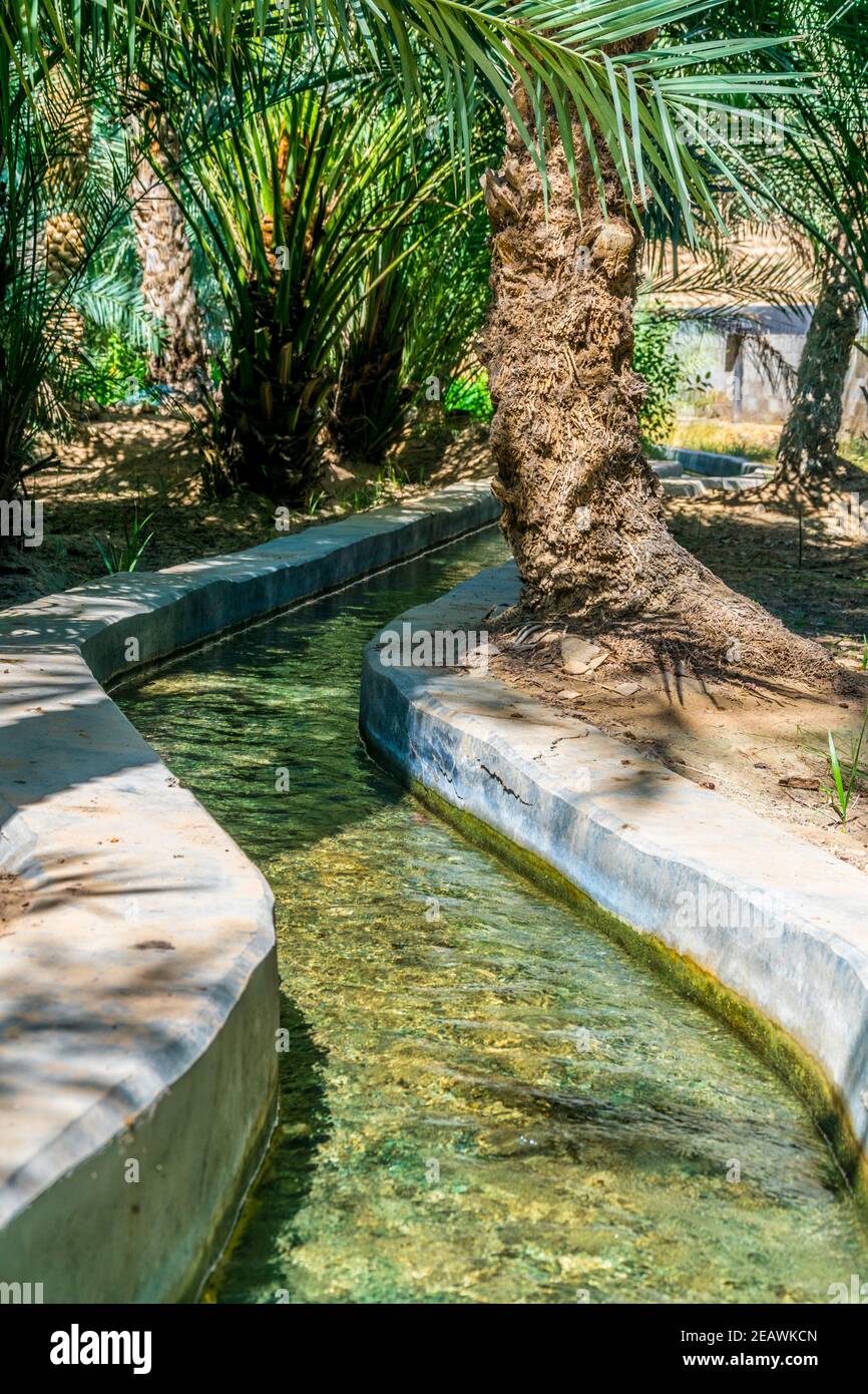 View of the unesco enlisted oasis in Al Ain, UAE Stock Photo - Alamy