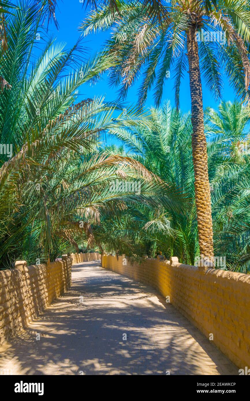 View of the unesco enlisted oasis in Al Ain, UAE Stock Photo - Alamy