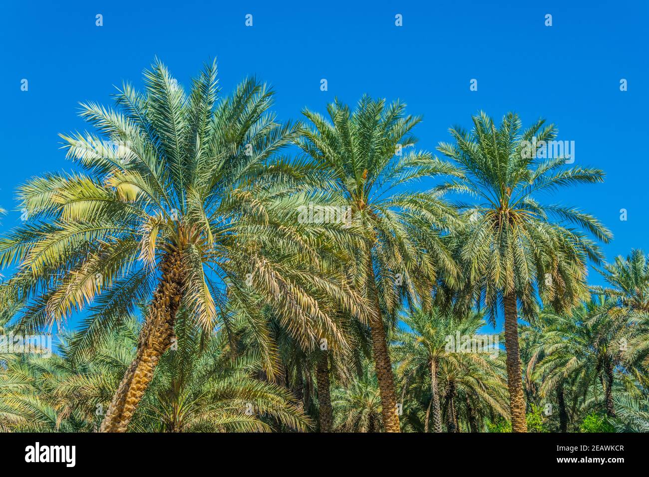 View of the unesco enlisted oasis in Al Ain, UAE Stock Photo - Alamy