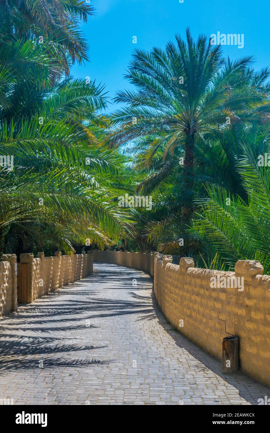 View of the unesco enlisted oasis in Al Ain, UAE Stock Photo - Alamy