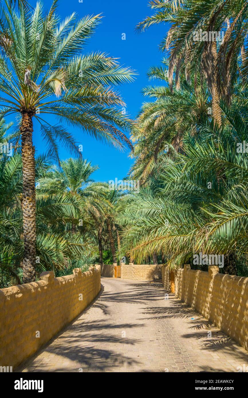 View of the unesco enlisted oasis in Al Ain, UAE Stock Photo - Alamy