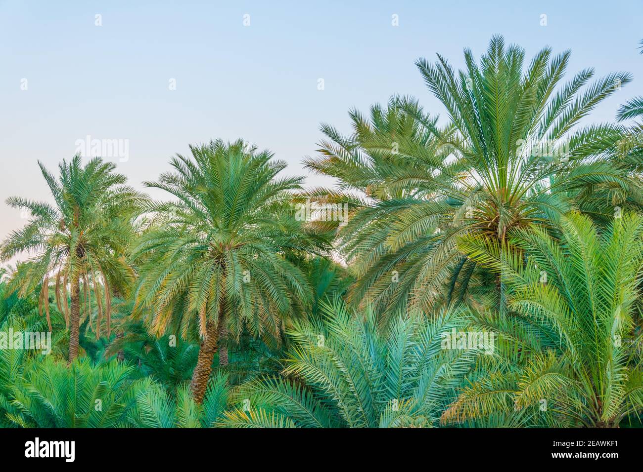 View of the unesco enlisted oasis in Al Ain, UAE Stock Photo - Alamy
