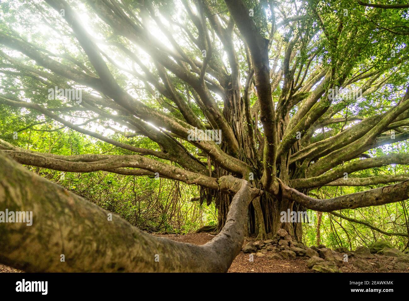 Mysterious tree hi-res stock photography and images - Alamy