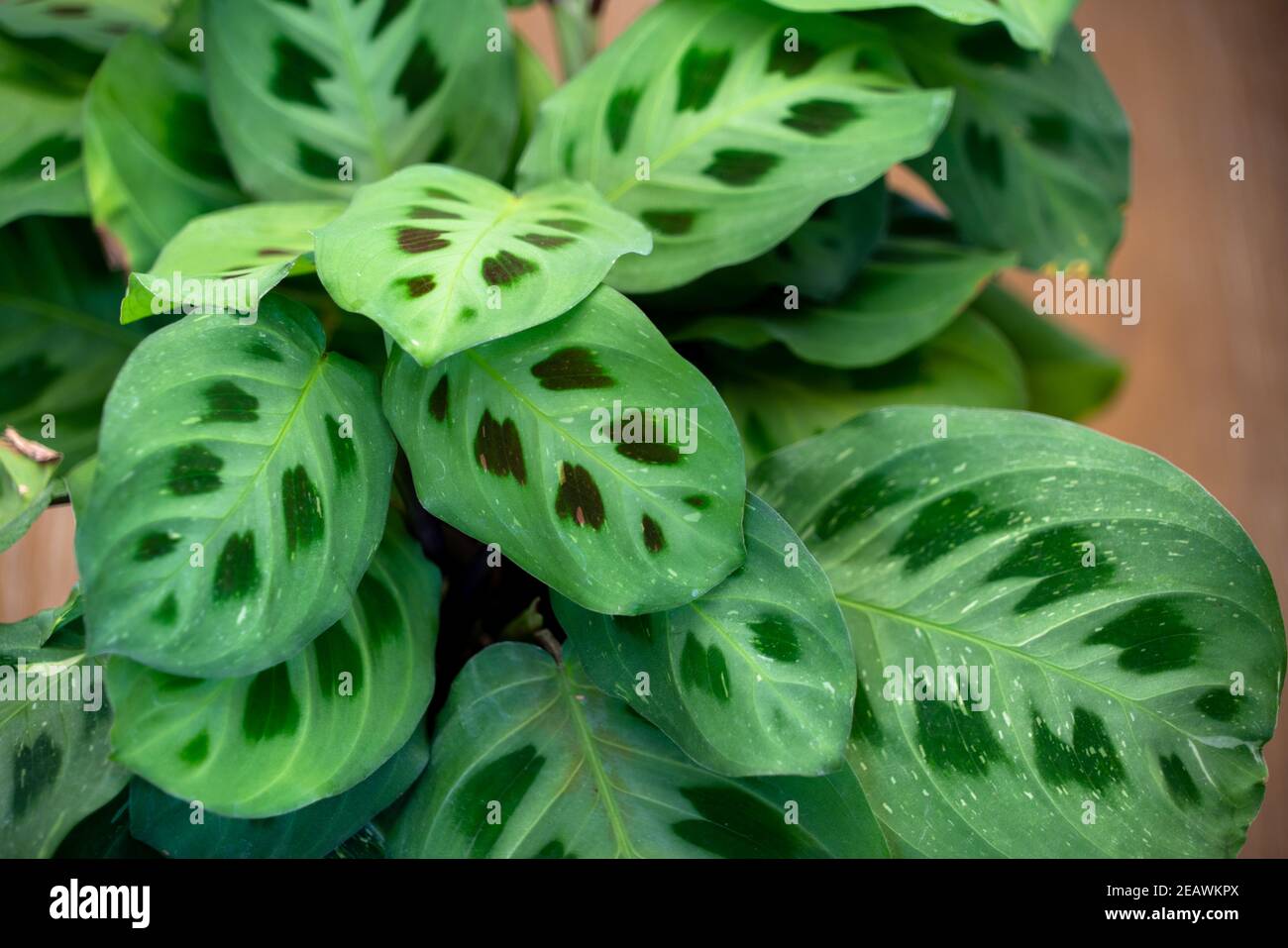 Grow care spider plant hi-res stock photography and images - Alamy