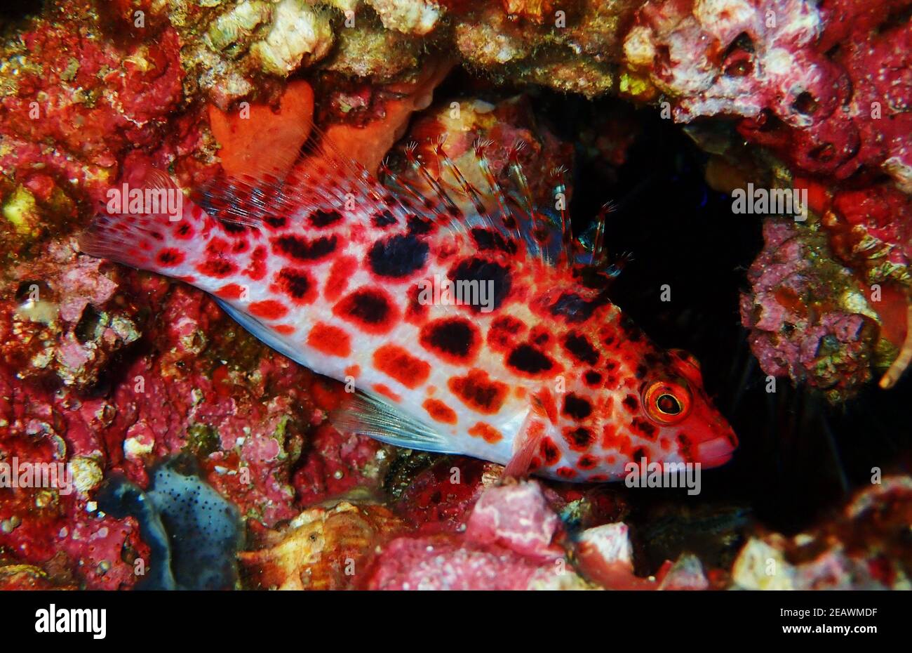 Pink hard coral on reef hi-res stock photography and images - Alamy
