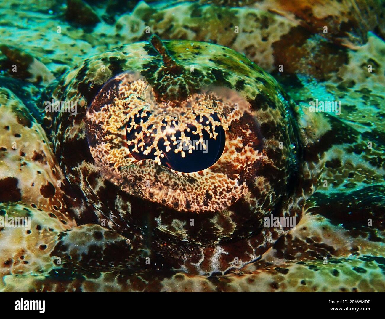 Amazing camouflaged fish even the eyeball Stock Photo - Alamy