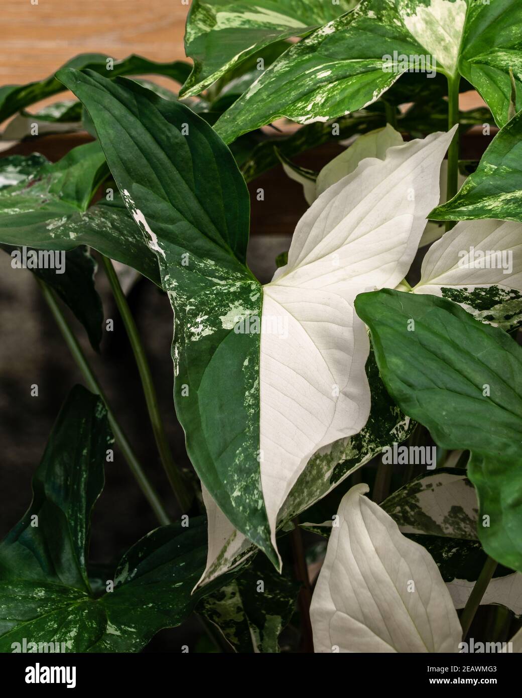 Indoor oasis hi-res stock photography and images - Alamy