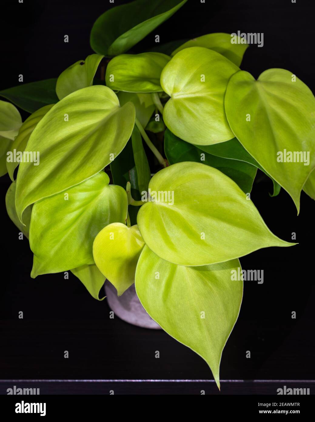 Indoor oasis hi-res stock photography and images - Alamy