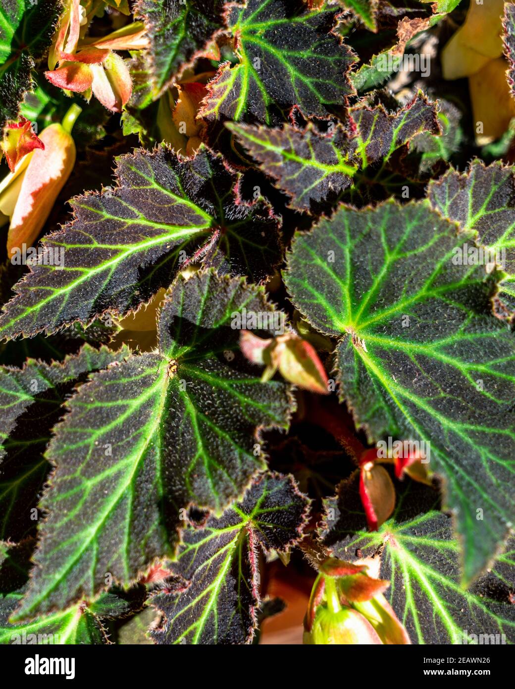 Indoor oasis hi-res stock photography and images - Alamy