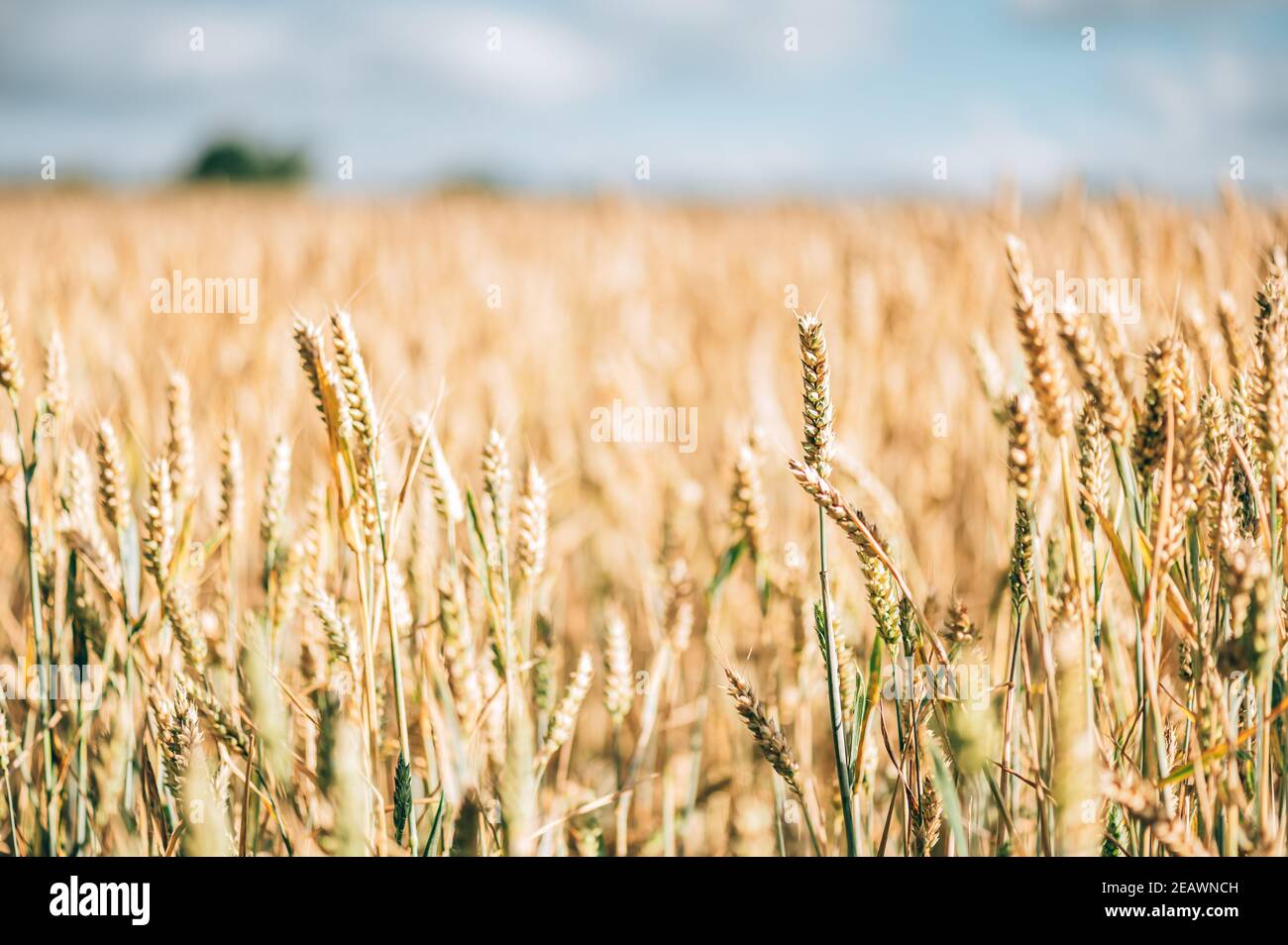 Field of golden wheat Stock Photo - Alamy