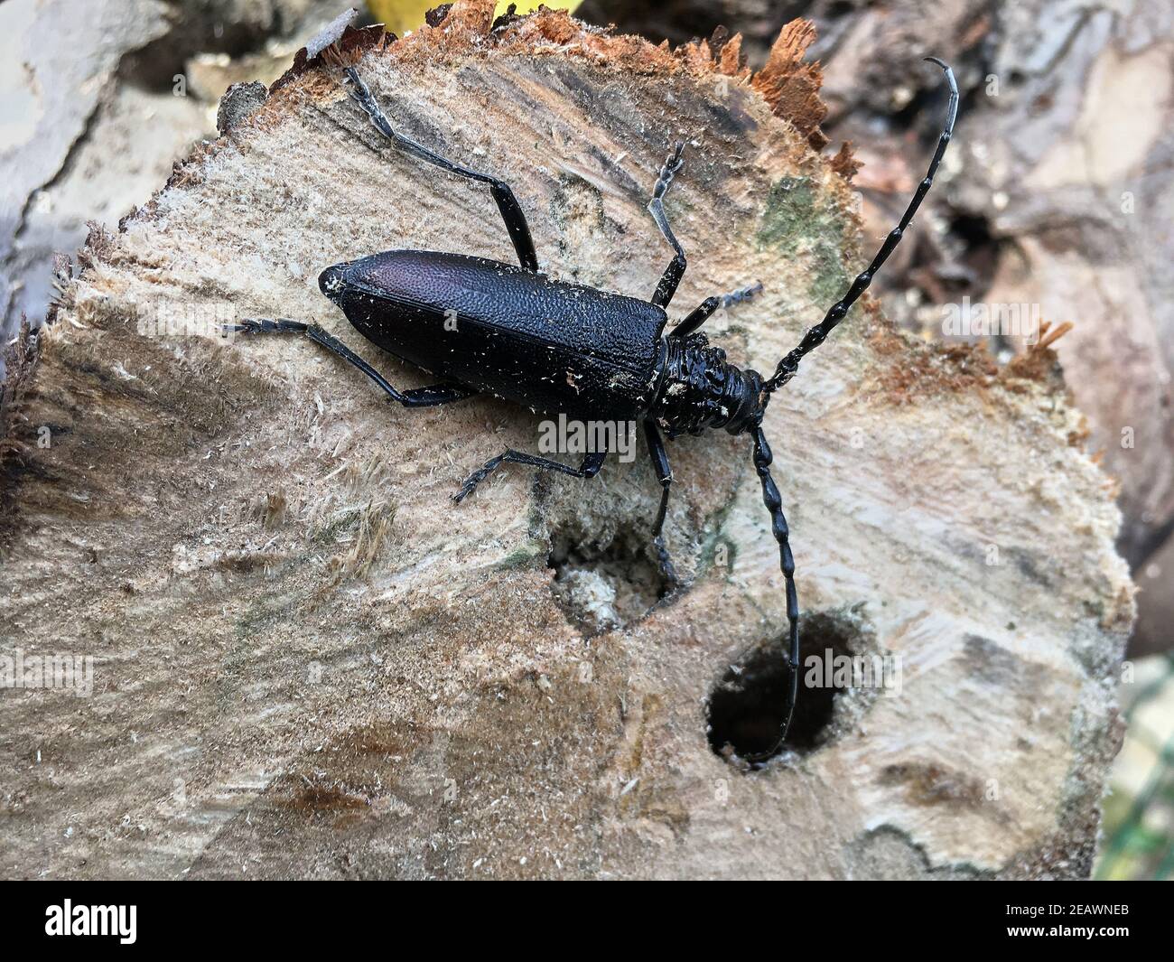 Great capricorn beetle known also as Cerambyx cerdo on a tree trunk ...