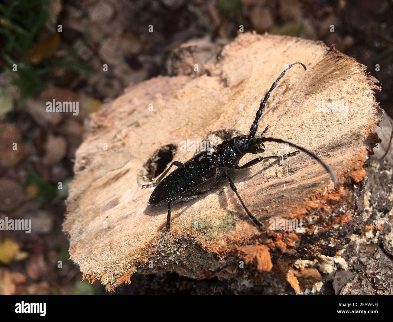 Great capricorn beetle known also as Cerambyx cerdo on a tree trunk ...