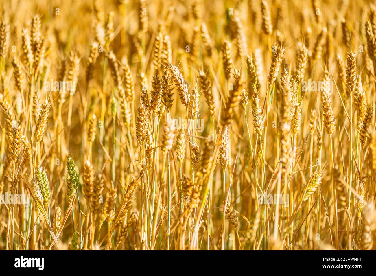 Field of golden wheat Stock Photo - Alamy