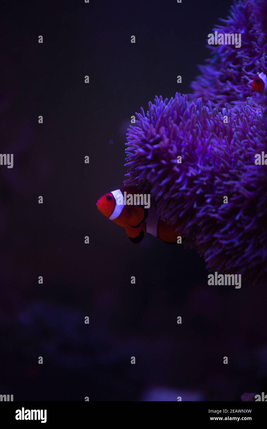 Anemone fish with anemone,Sea anemone and clown fish in marine aquarium ...