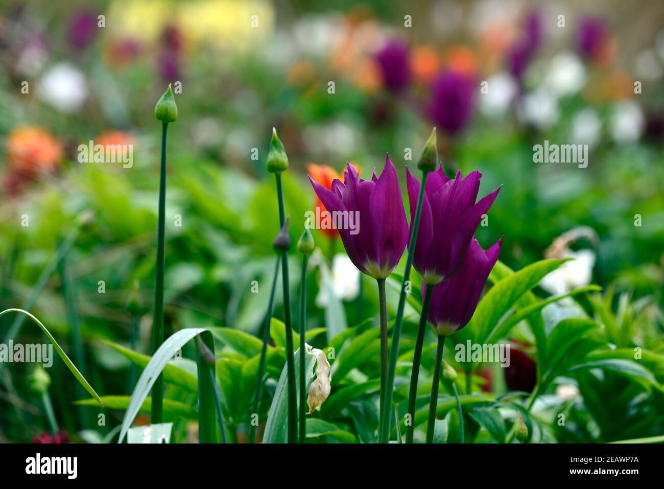 tulipa purple dream,tulip purple dream,lily flowered tulip,purple pink ...