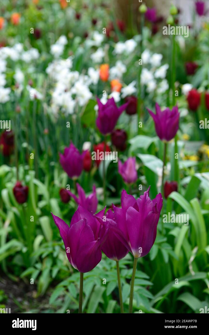 tulipa purple dream,tulip purple dream,lily flowered tulip,purple pink ...