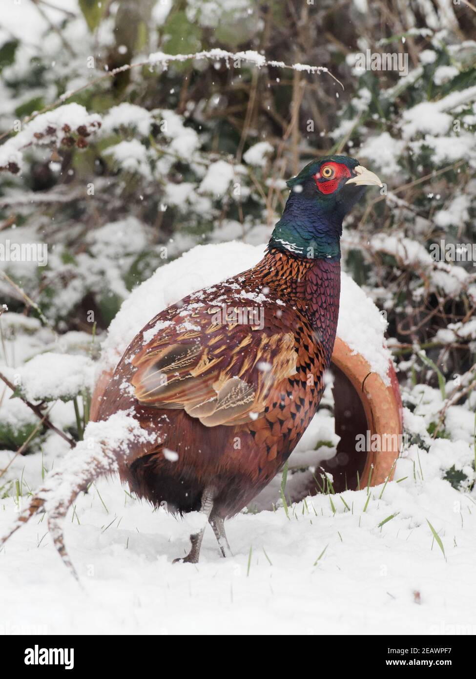 Pheasant snow uk hi-res stock photography and images - Alamy