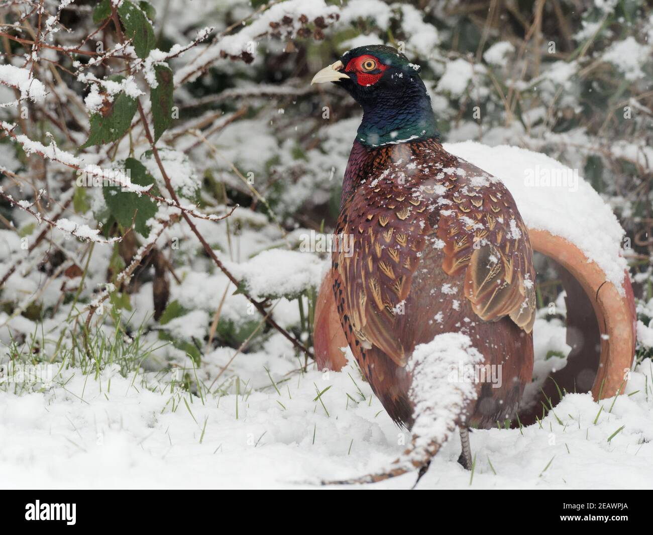 A male Pheasant (Phasianus colchicus) looking for food in a rural ...