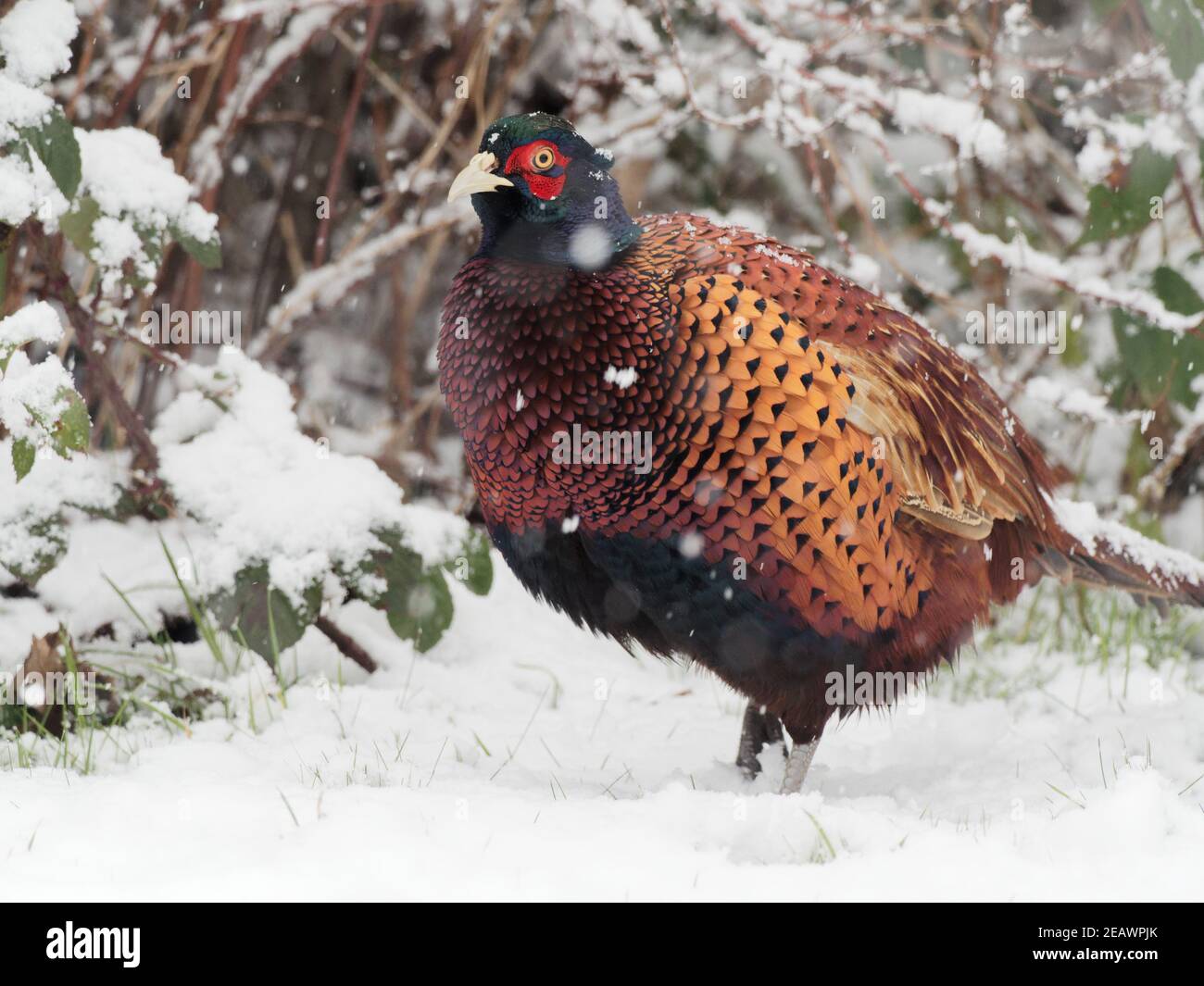 Male pheasant uk bird feeder hi-res stock photography and images - Alamy