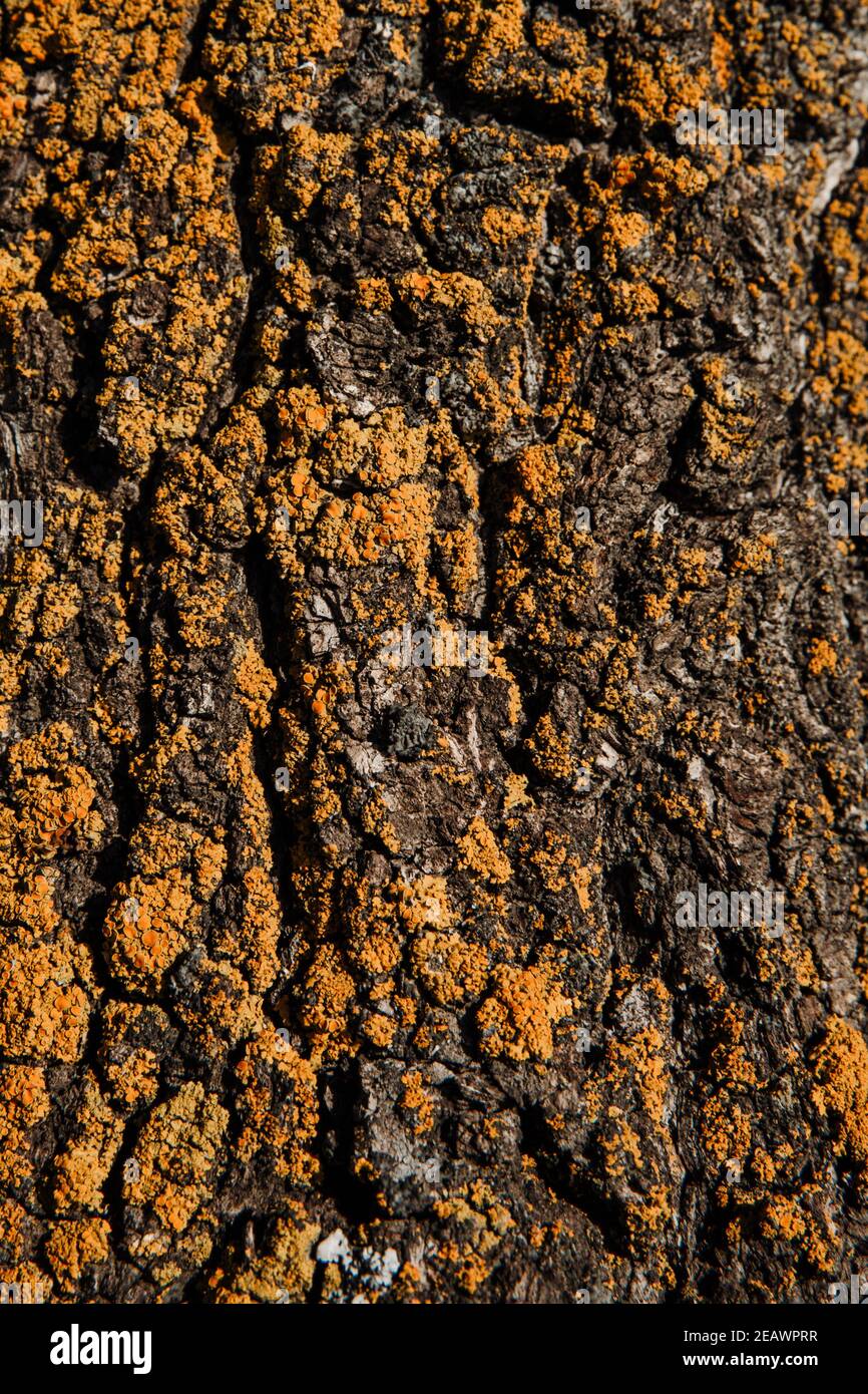 the bark wood texture is yellow from mold and mildew Stock Photo - Alamy