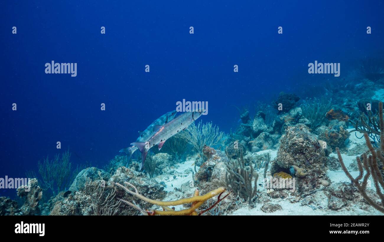 Barracuda swim in coral reef of Caribbean Sea, Curacao Stock Photo - Alamy
