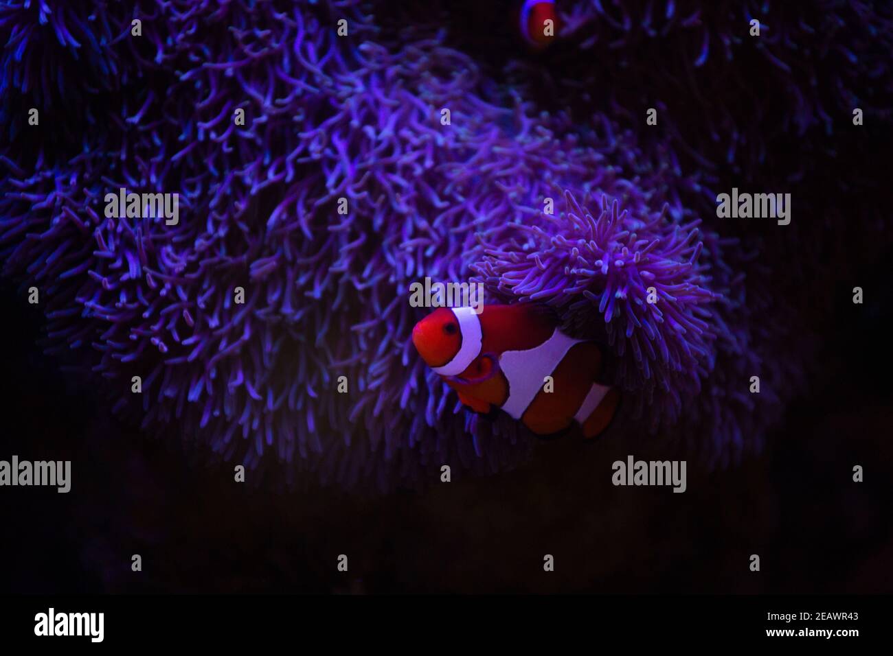 Anemone fish with anemone,Sea anemone and clown fish in marine aquarium ...