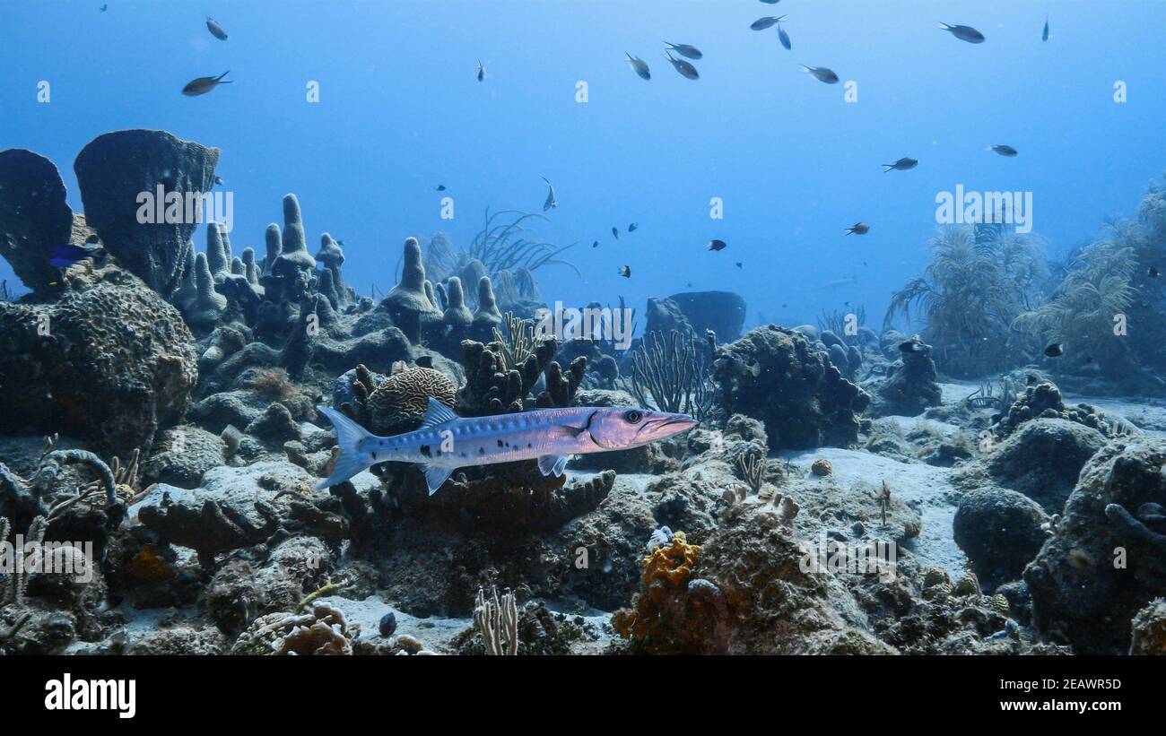 Barracuda swim in coral reef of Caribbean Sea, Curacao Stock Photo - Alamy