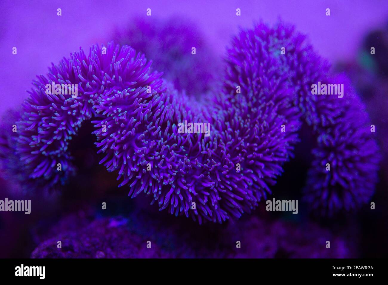 Anemone fish with anemone,Sea anemone and clown fish in marine aquarium ...