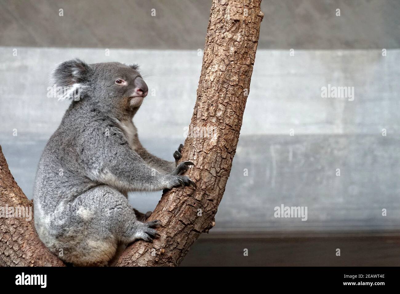 Koala looking at the camera. It is sitting in the tree branches in ...
