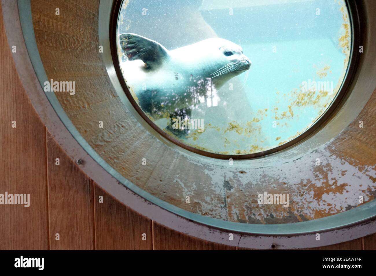 Harbor seal, swimming under water in and observing the exterior world ...