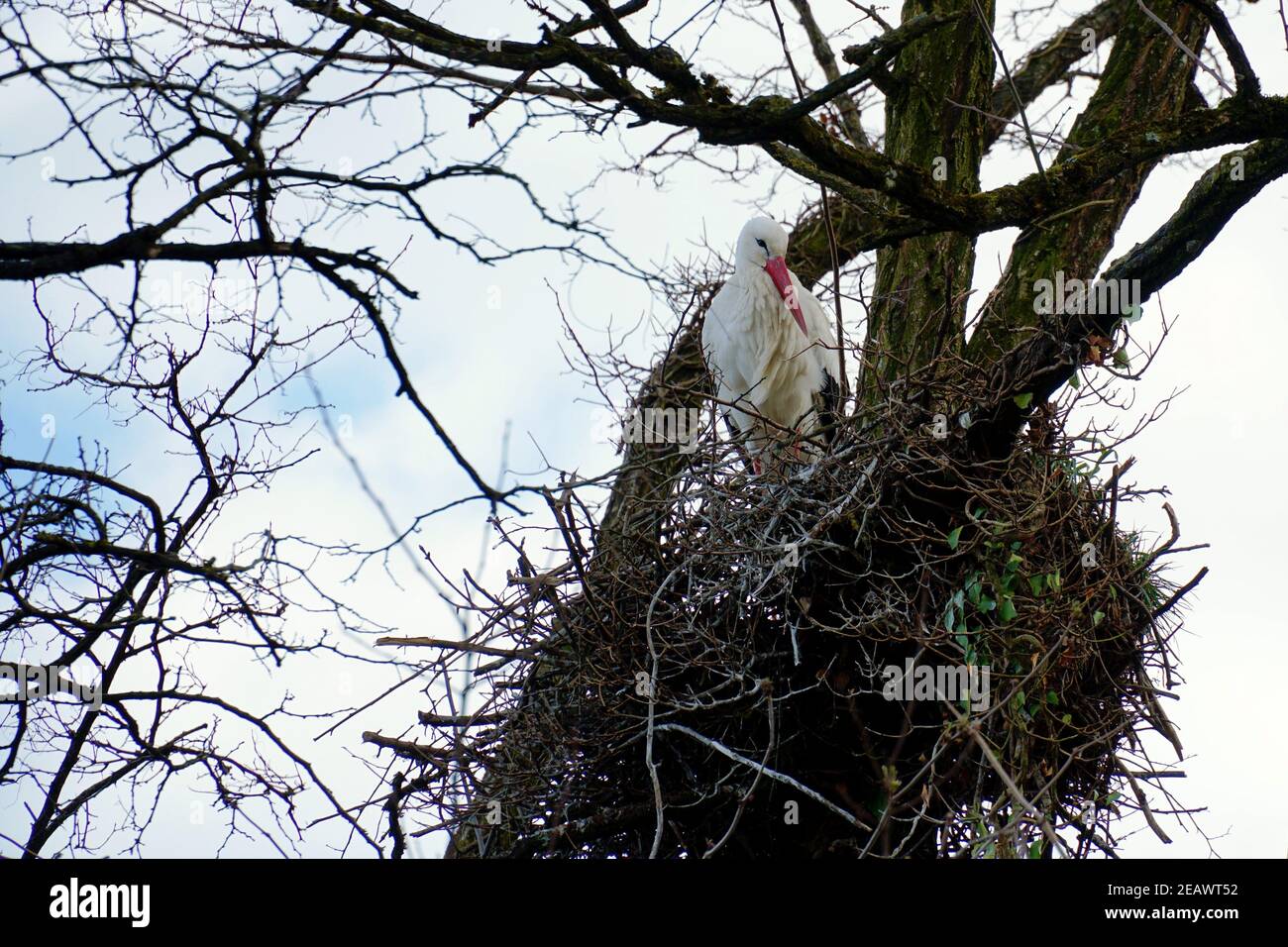 White stork standing in the nest in side view with a lot of copy space ...