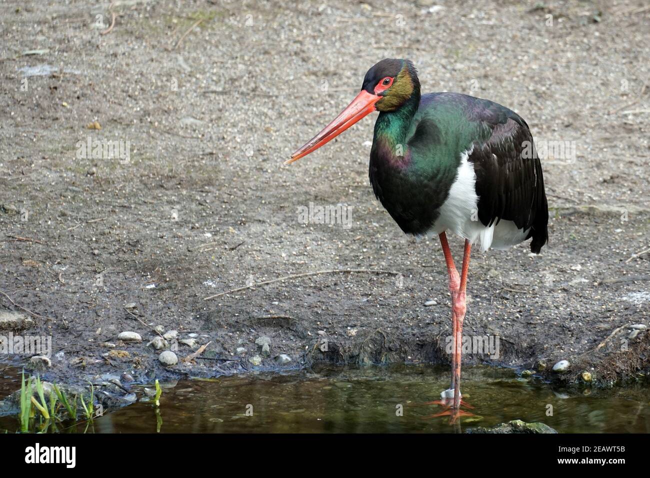 Chipped beak hi-res stock photography and images - Alamy