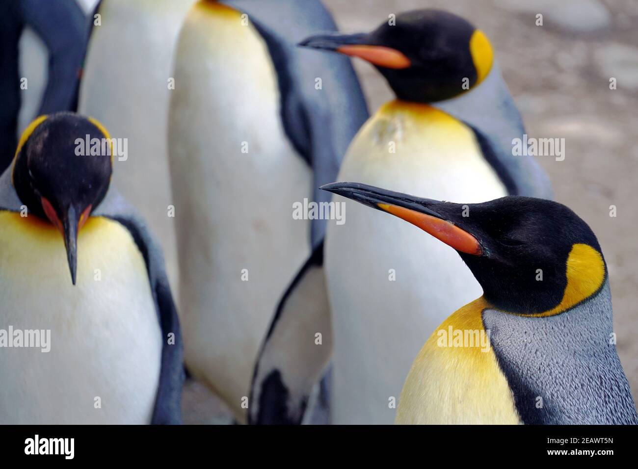 King penguin, a portrait in lateral view with half closed eyes. It in a ...