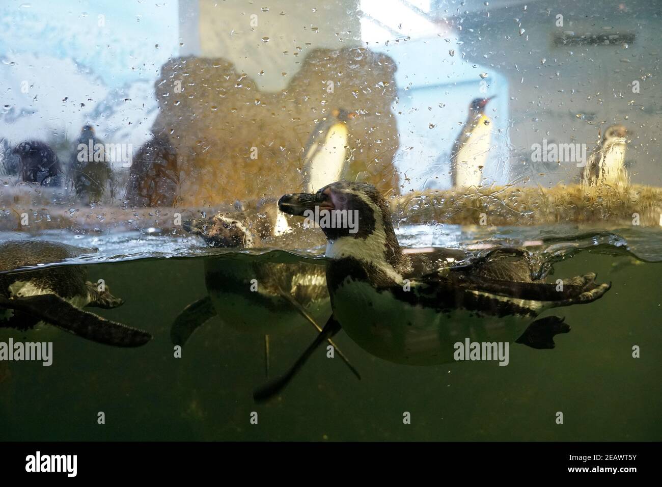 Humboldt penguins swimming water in artificial pool in vertical view ...